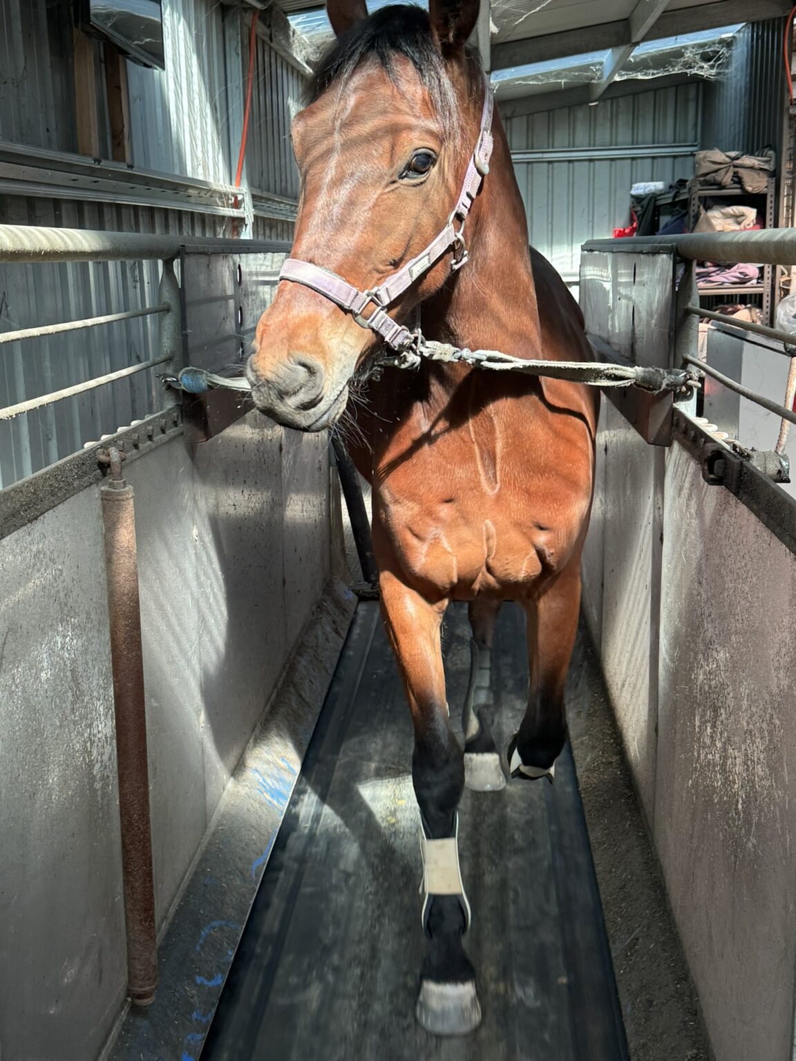High-Speed Treadmill – Evolution Lodge